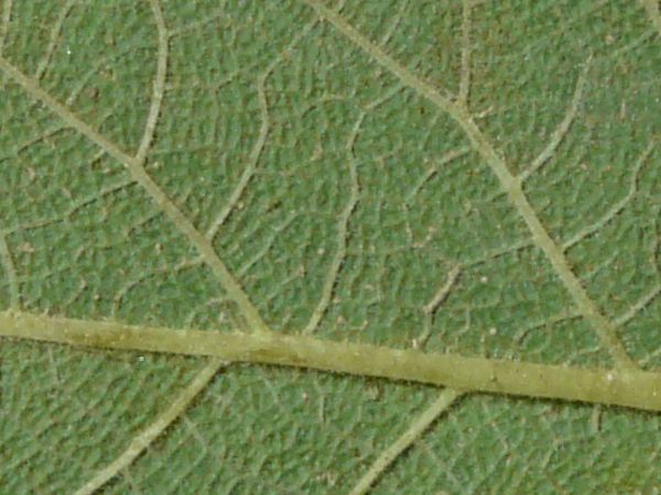 texture 0005 - Texturelib